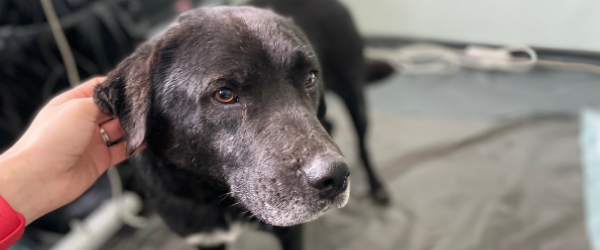 Dogs and cats need you