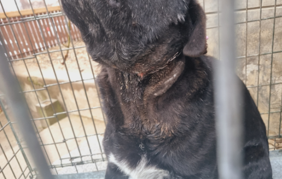 Dogs and cats need you