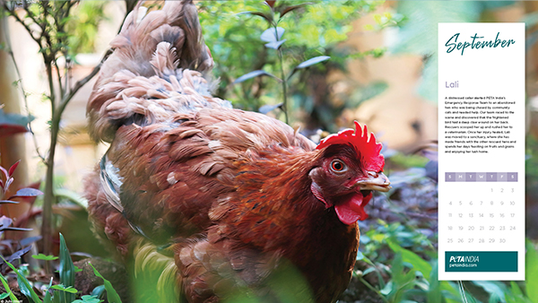 Animals Featured in PETA's 2021 "Rescued" Calendar | PETA India