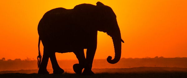 One year, countless animals helped – an inspiring look back at 2021