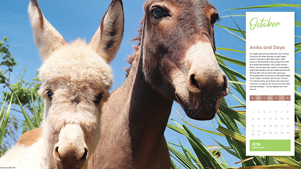 Meet some of the animals featured in PETA's 2019 "Rescued" calendar ...