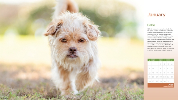 Meet some of the animals featured in PETA's 2019 "Rescued" calendar ...