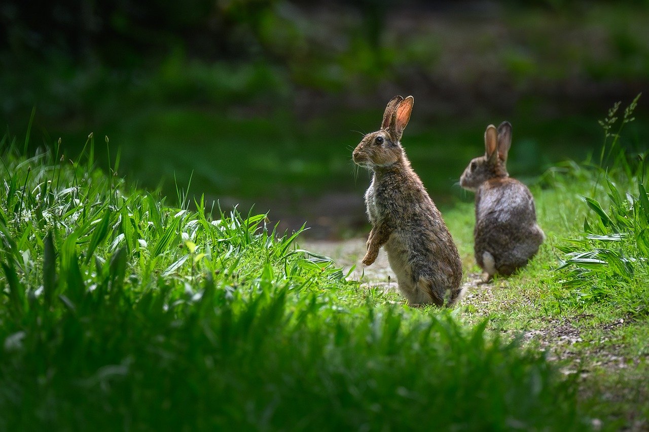 Manage Your Membership Preferences | PETA Australia