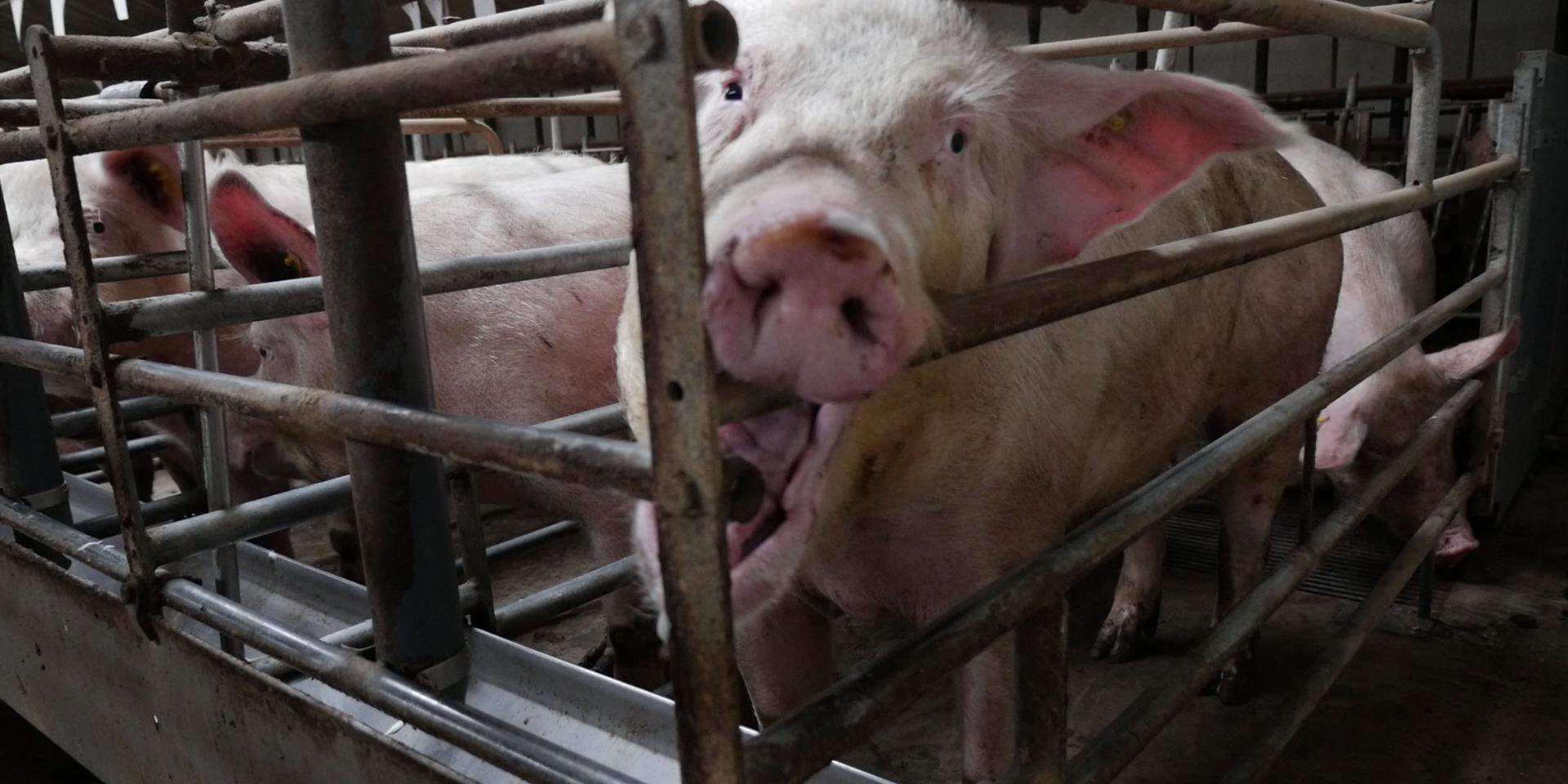 It is time to transform our global food system - CIWF