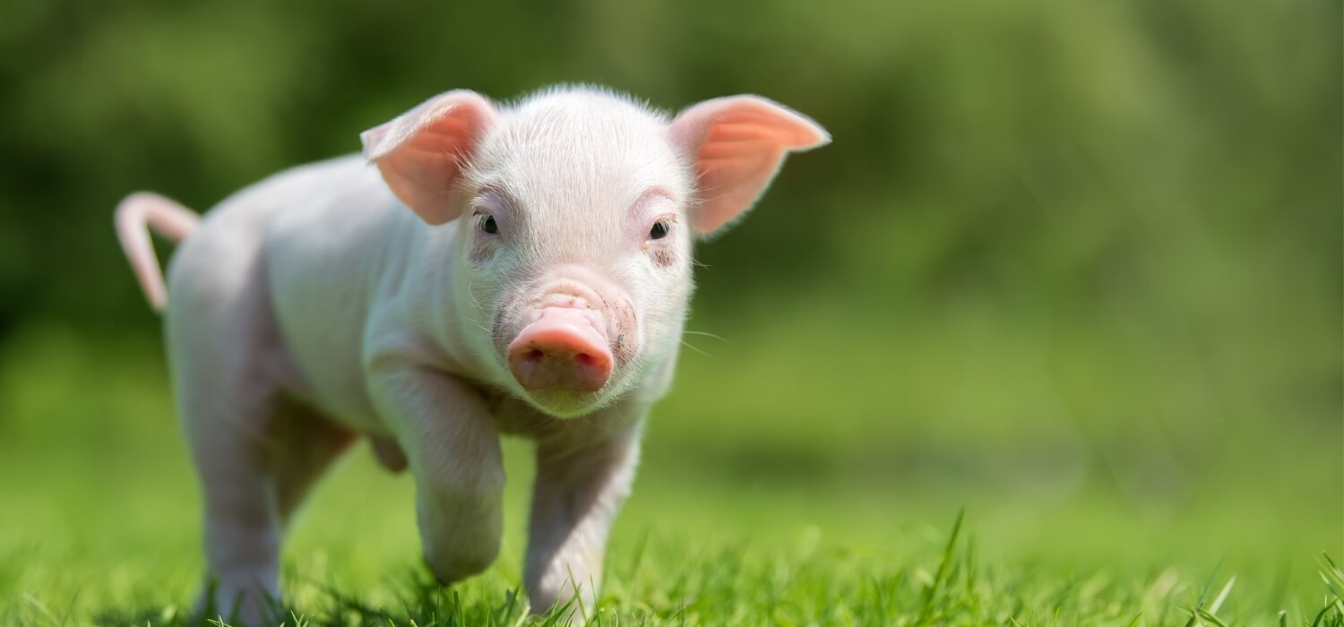 Donate to Compassion in World Farming