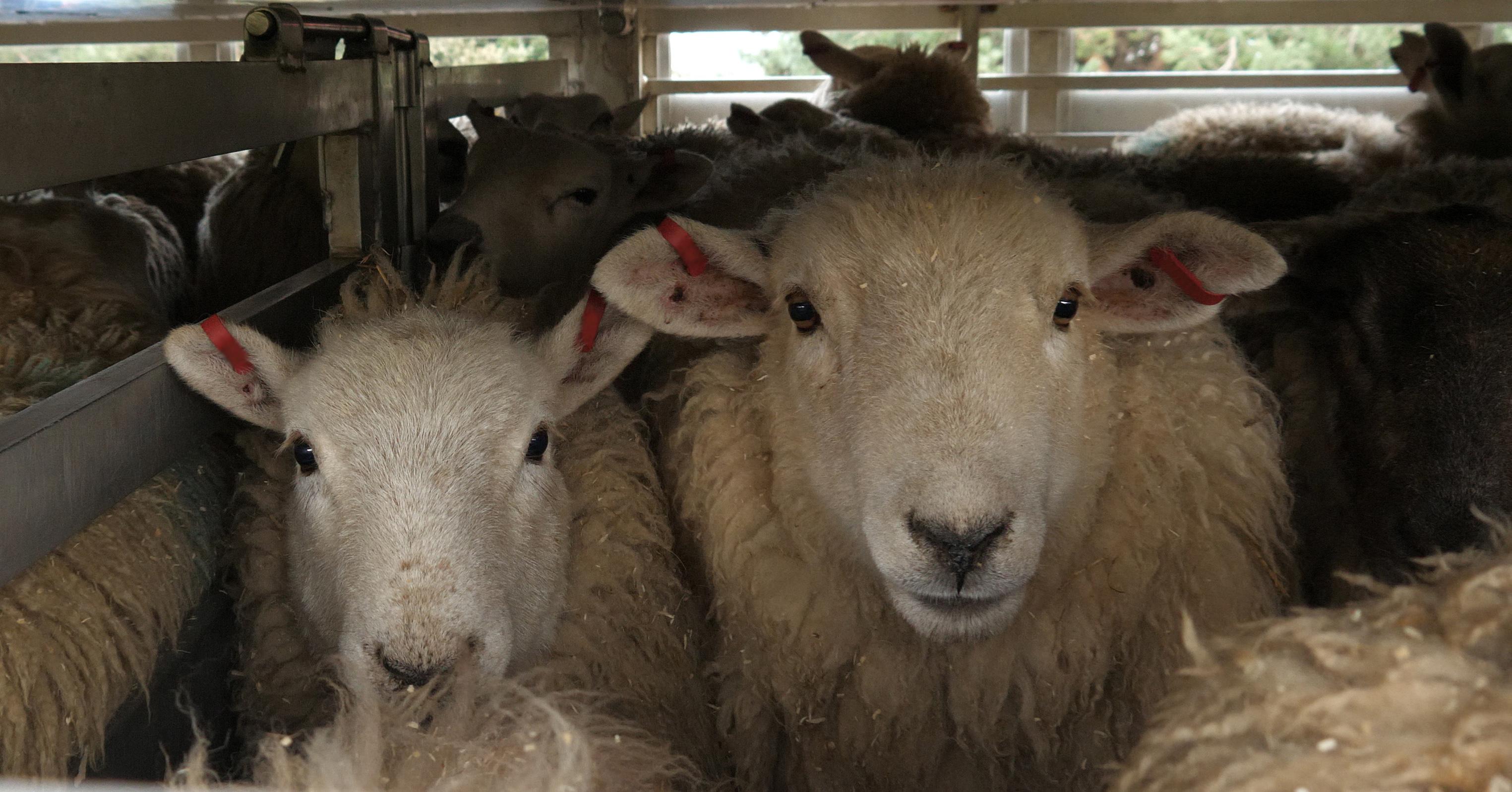 Back the Ban Live Exports Ad Van