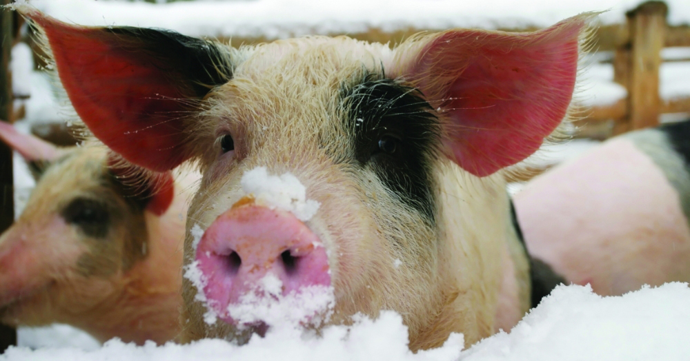 Donate to Compassion in World Farming