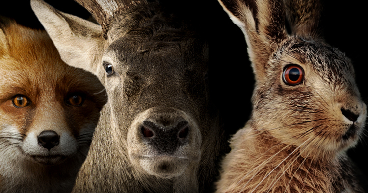 Stop the killing of animals by Hunts in the UK