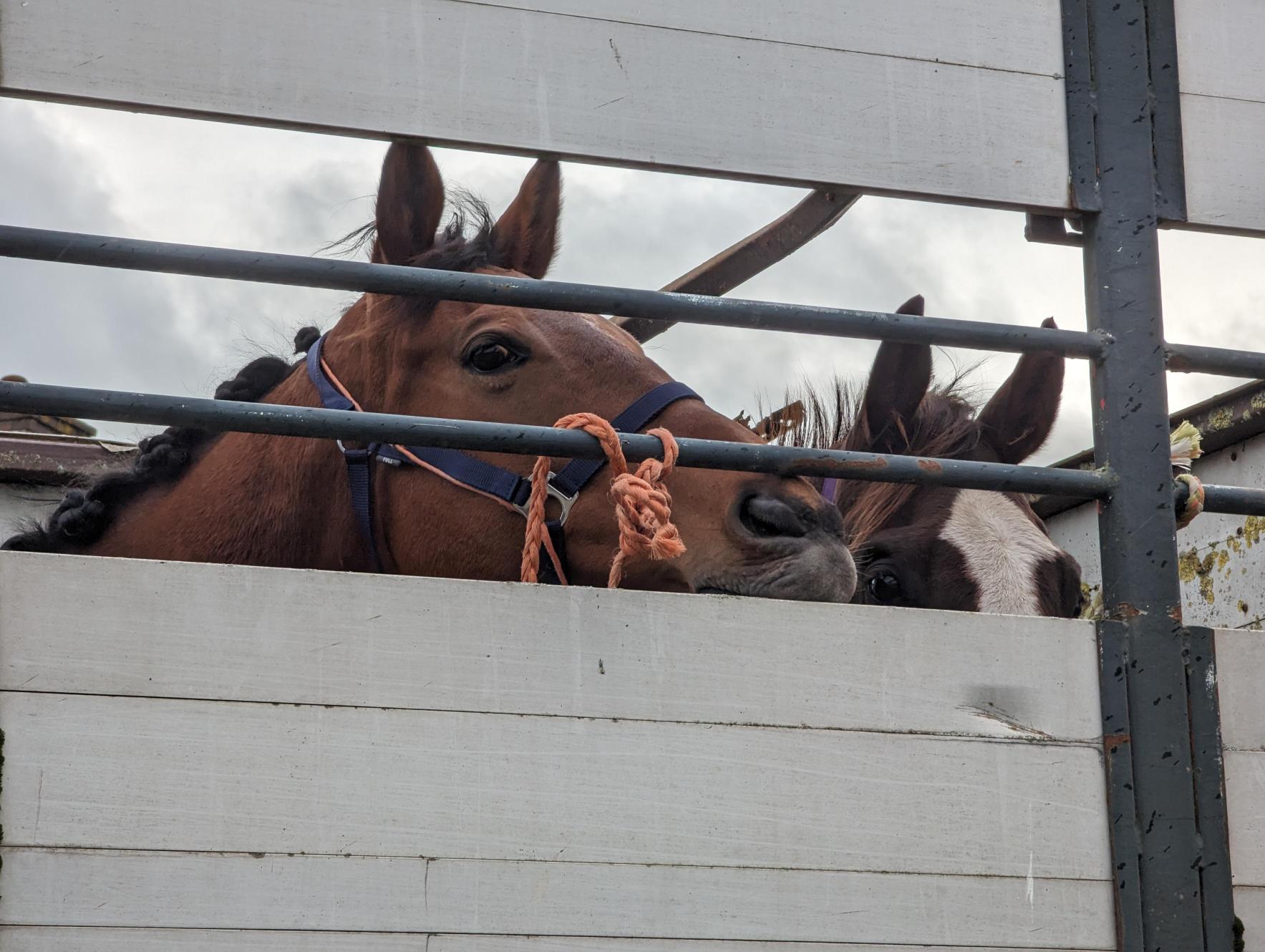 Protect horses from slaughter
