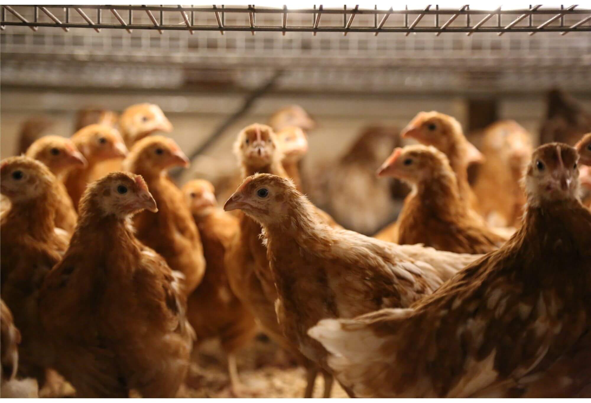 Faire un don à CIWF France