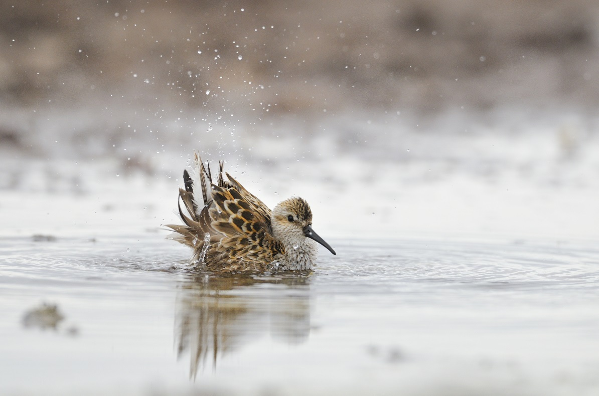 Tipner West - Pre-Submission Local Plan Consultation