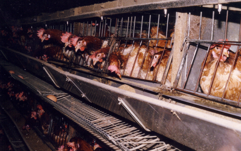 Imagine how far compassion can take us with your renewed support ️🐔