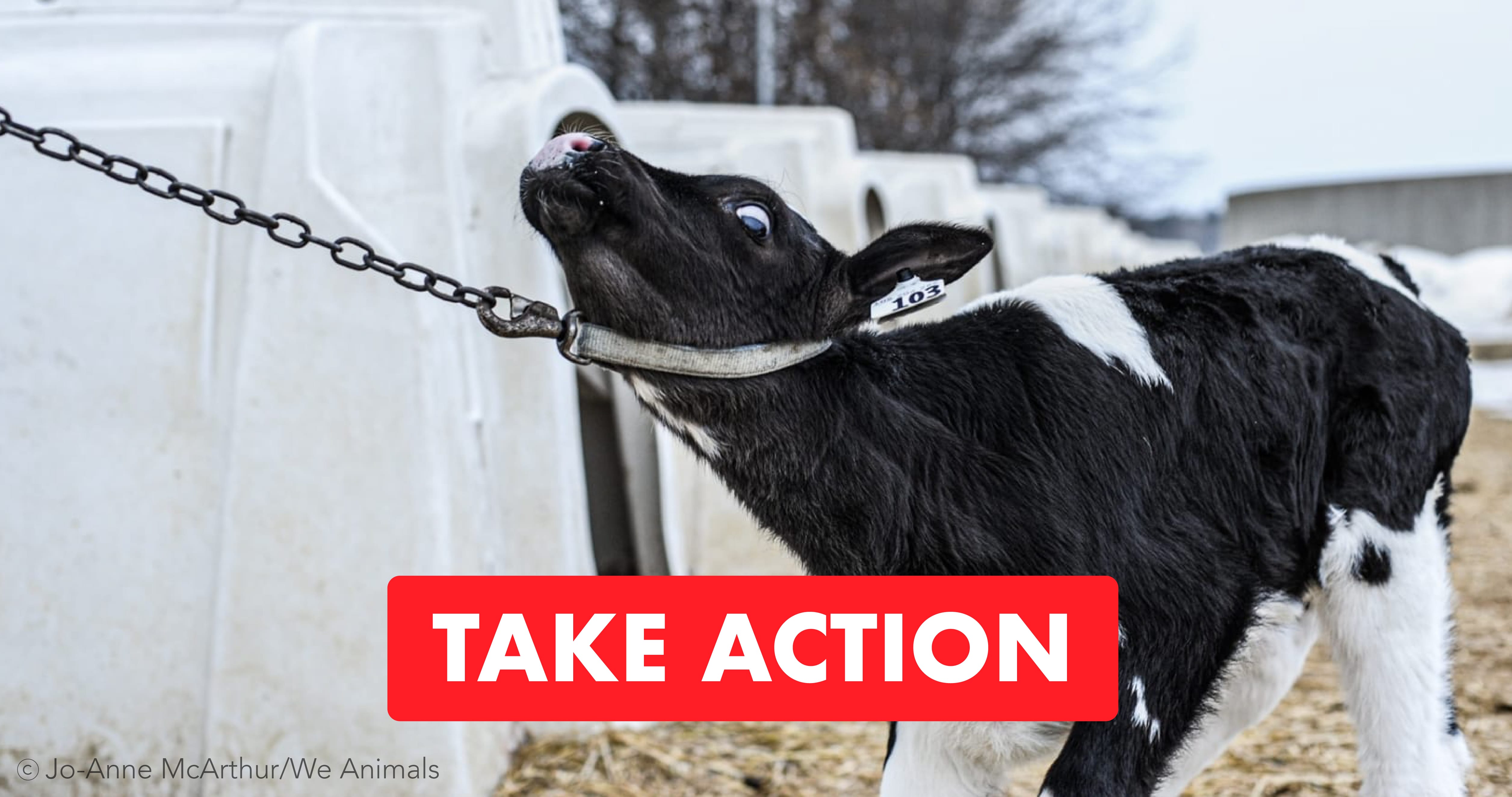 Animal Justice Take Action Animal Justice Take Action