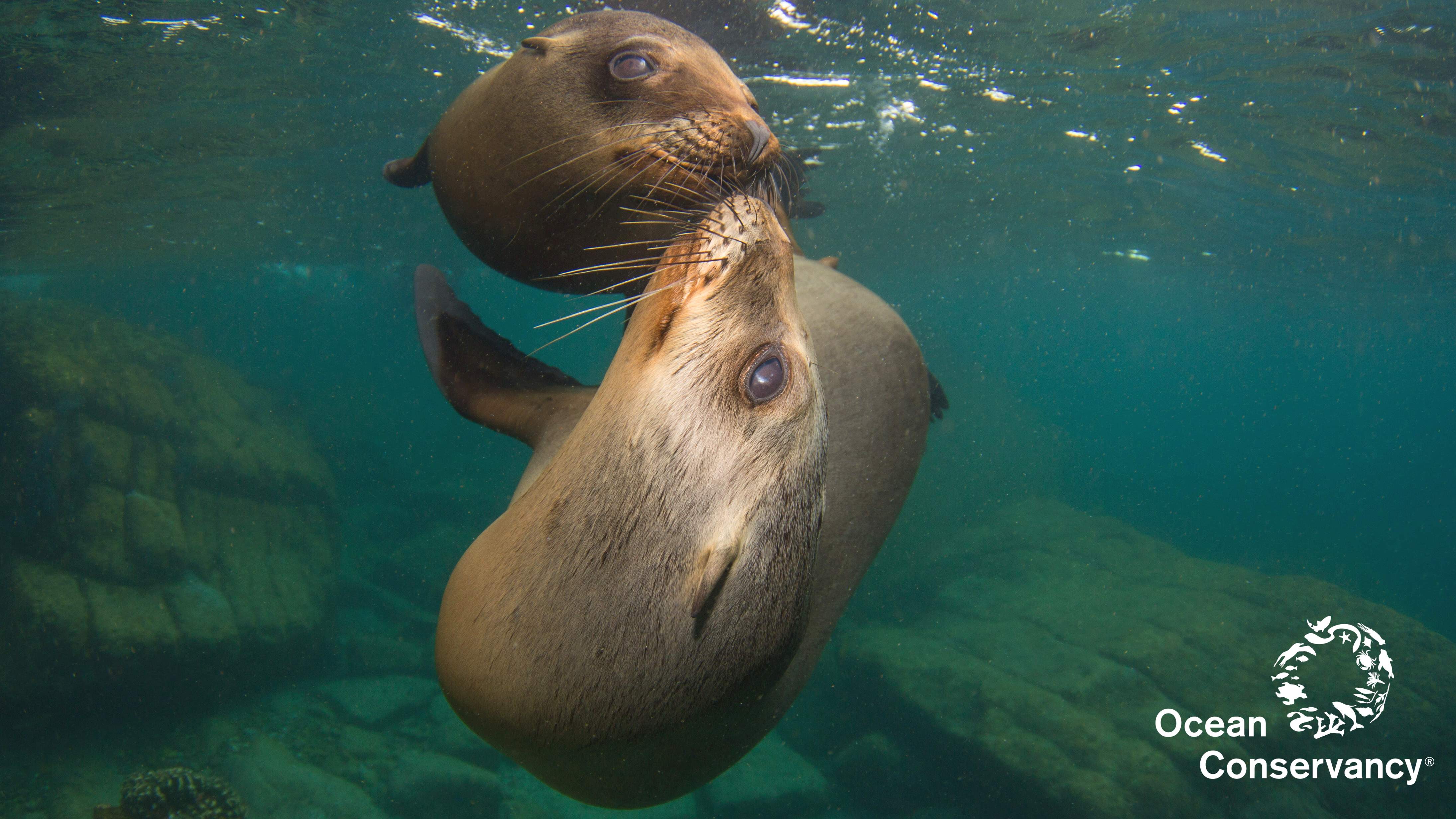 Show Your Love for the Ocean | Ocean Conservancy