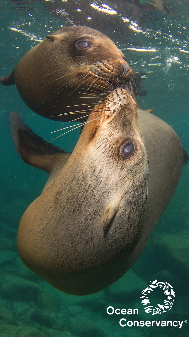 Show Your Love for the Ocean | Ocean Conservancy