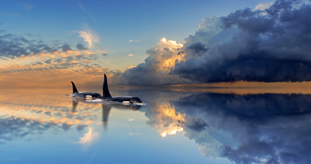 Celebrate Earth Day | Ocean Conservancy