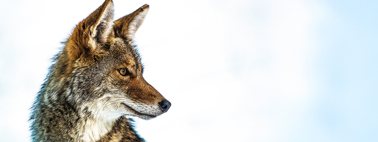 Limited-Time Match | The Nature Conservancy