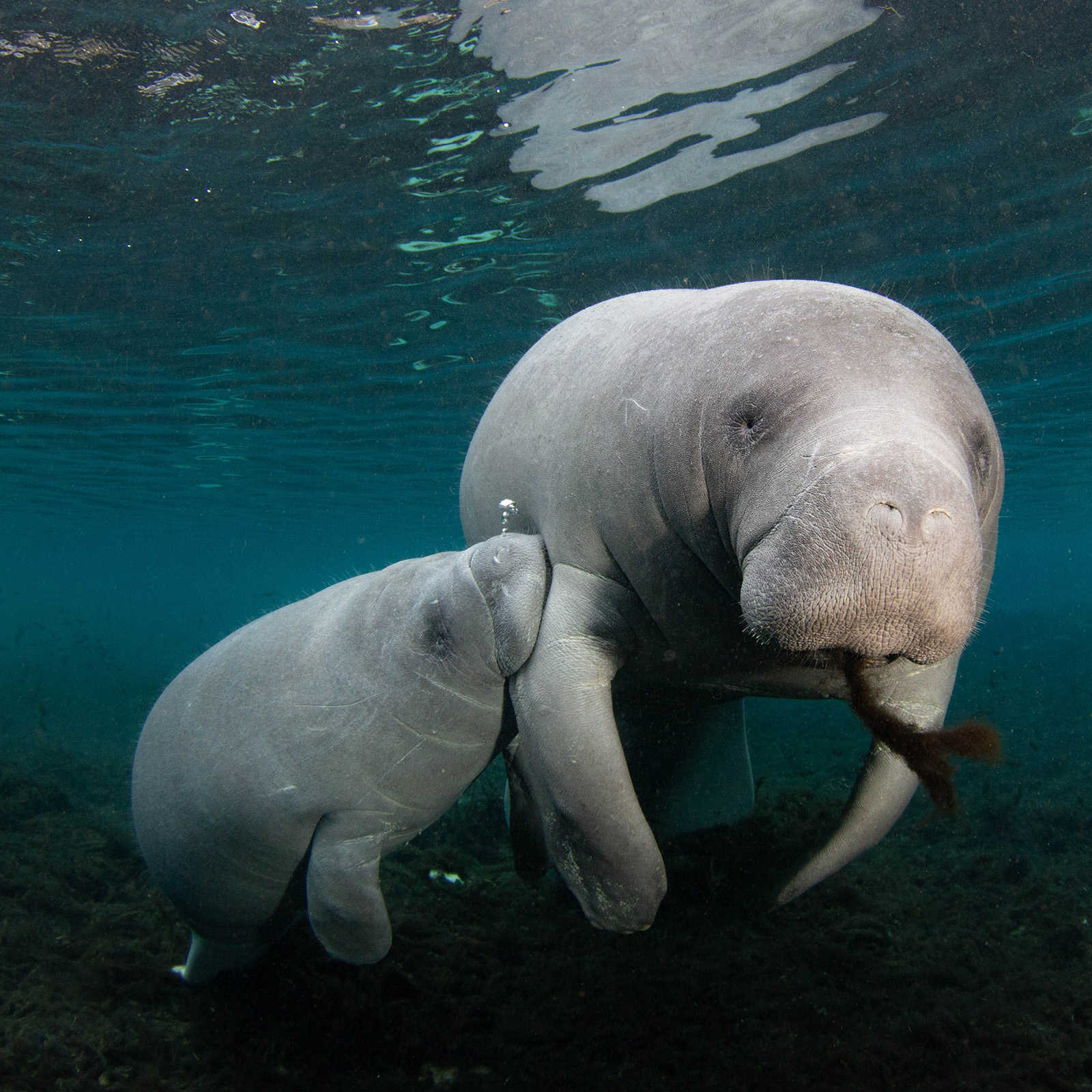 Take Our New Manatee Quiz | The Nature Conservancy