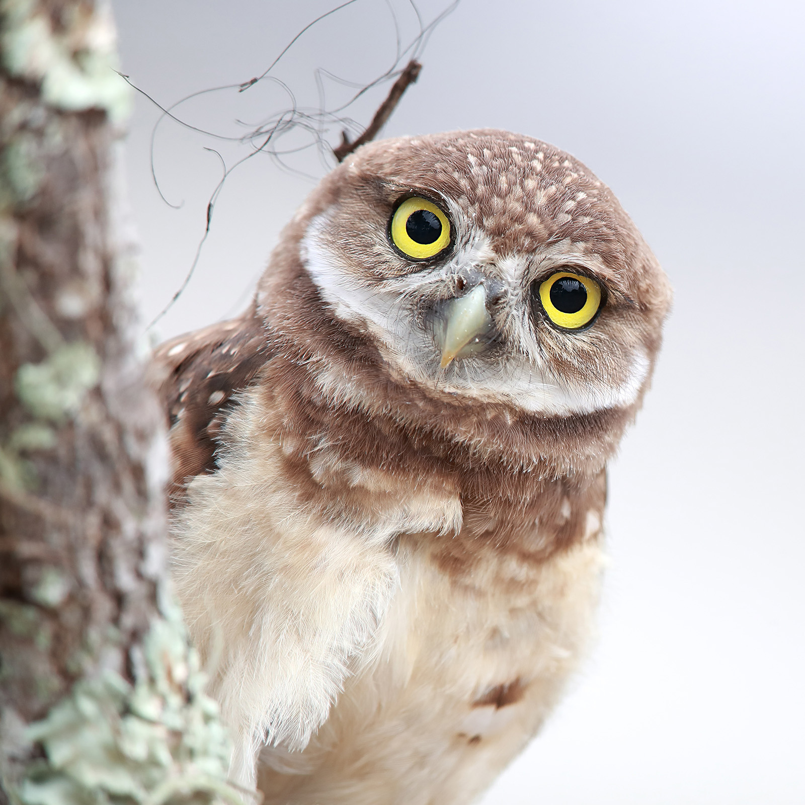 Whoo-who's ready for an owl quiz? | The Nature Conservancy