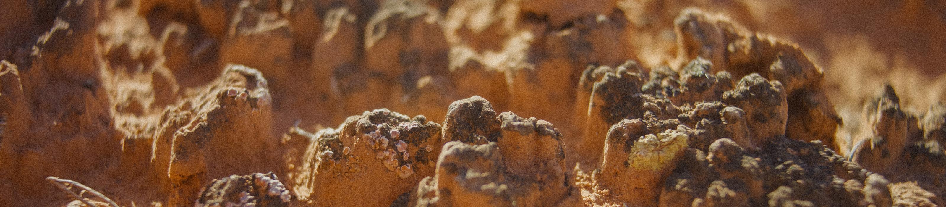 Jorge Rojas & Dr. Sasha Reed: The Biocrust Project