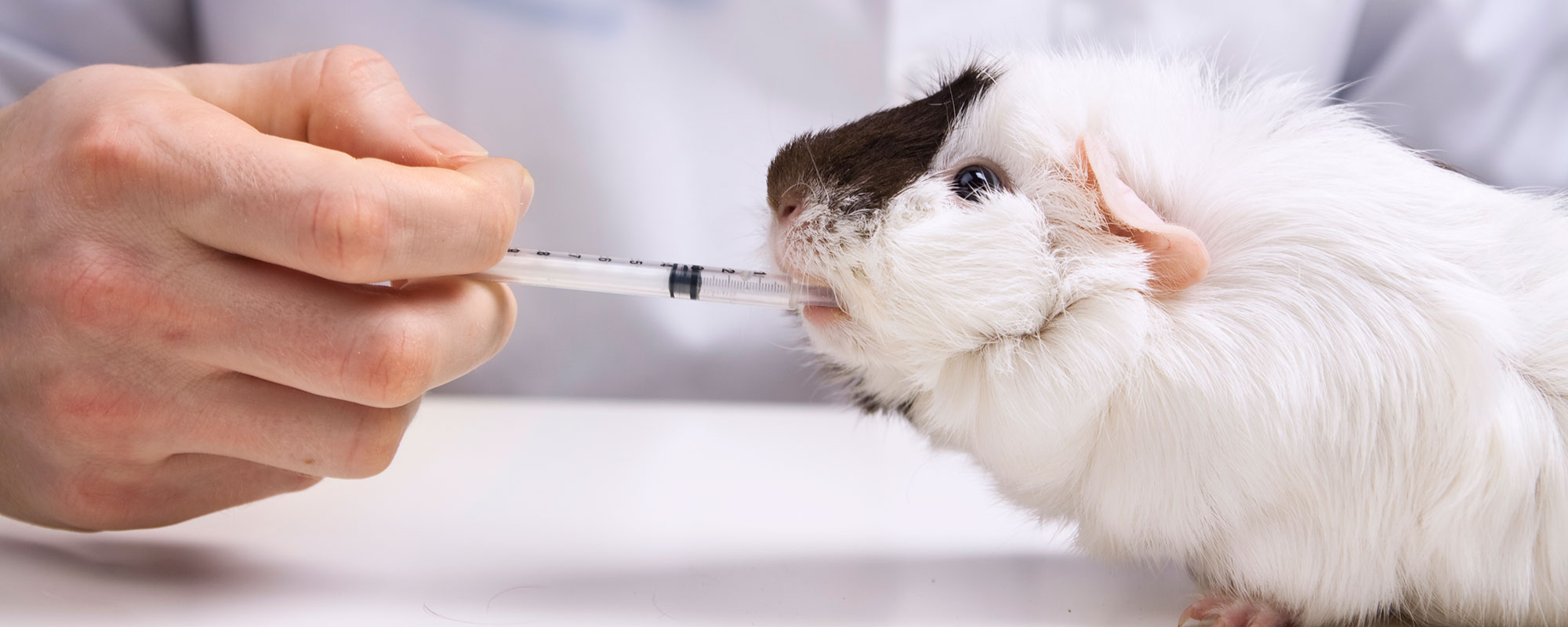 The Humane Society of the United States