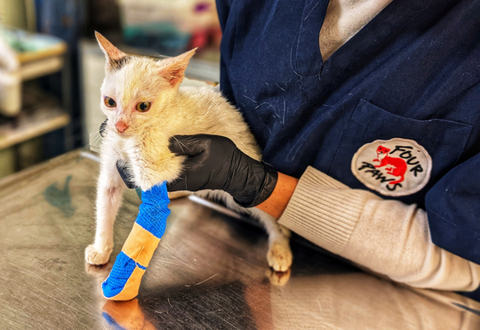 Help FOUR PAWS rescue cats | Four Paws UK