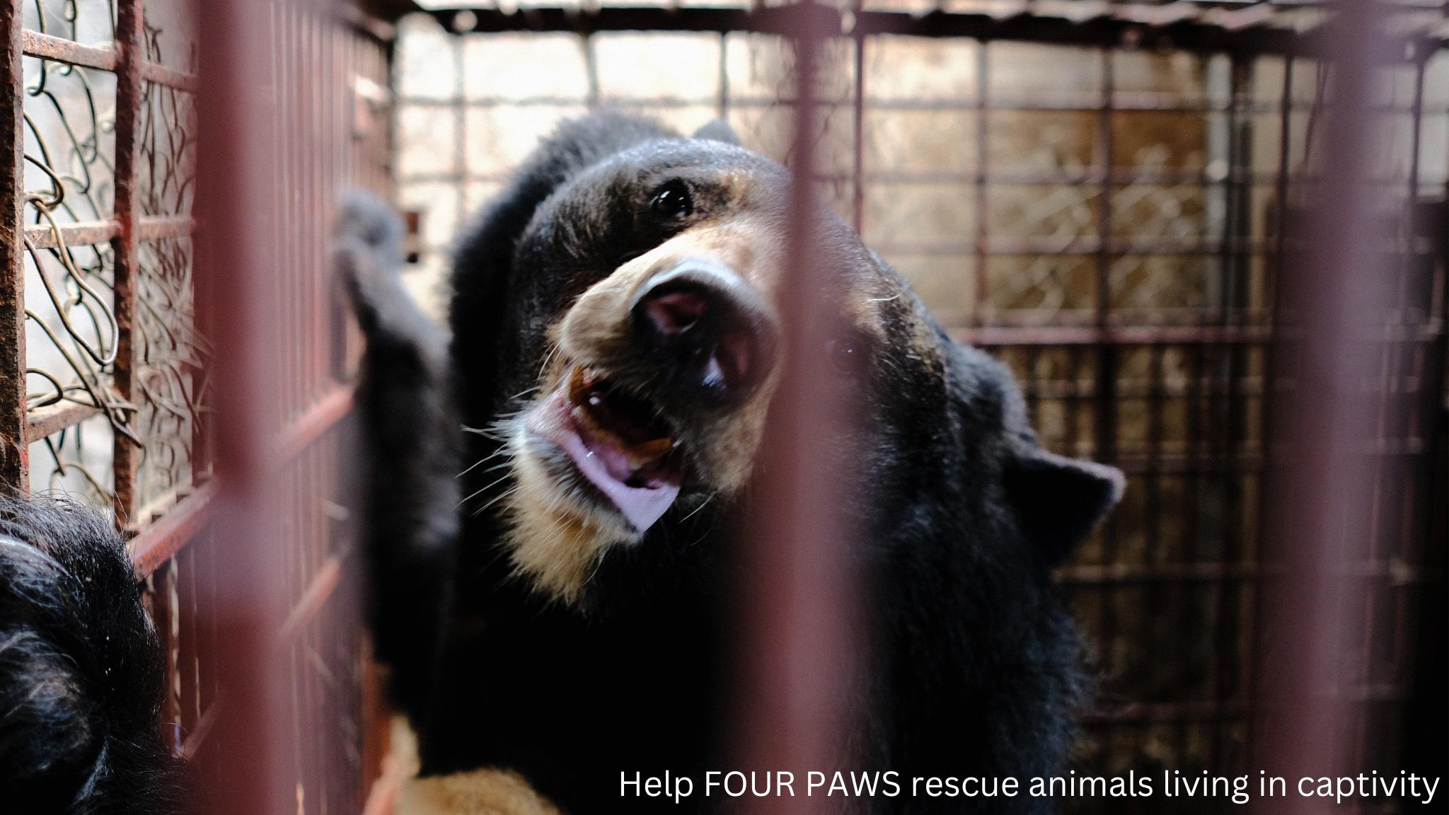 Support FOUR PAWS | Four Paws UK