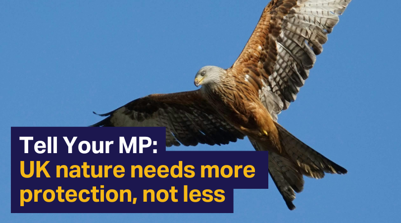 Tell your MP: Stand up for nature now