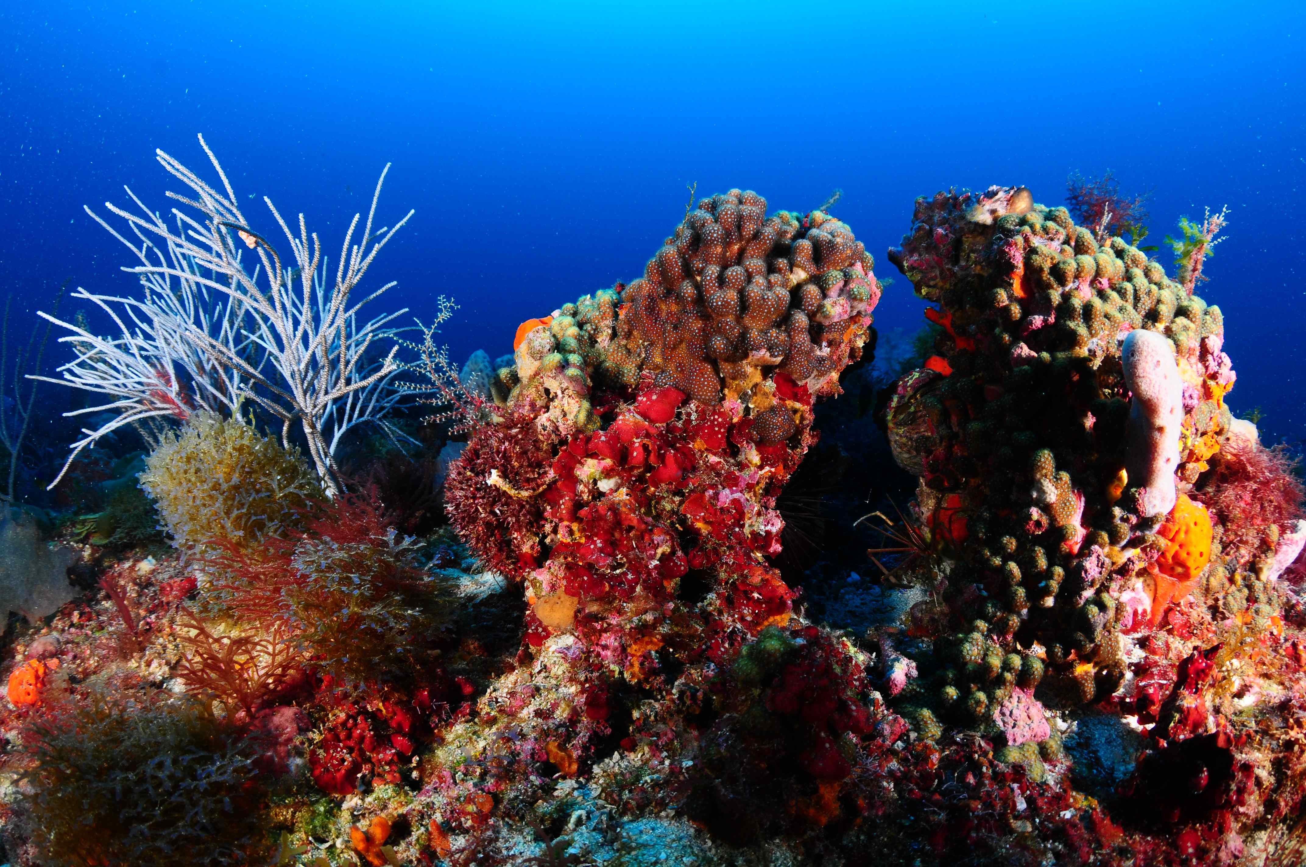 subscribe to email | OCEANA - Protecting the World's Oceans