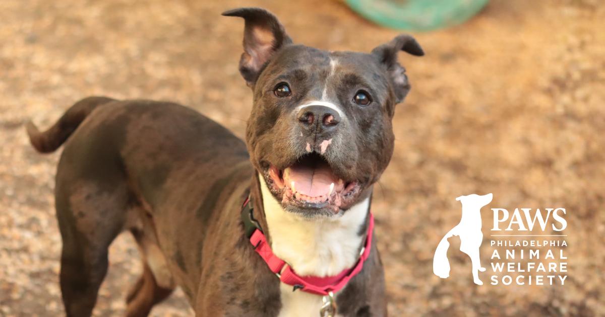 Tooth Fairy Fund | Philadelphia Animal Welfare Society (PAWS)