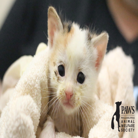 Make a Monthly Gift to PAWS | Philadelphia Animal Welfare Society (PAWS)