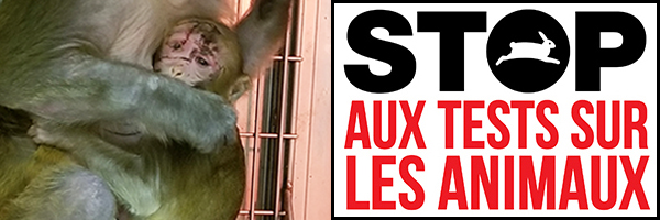 Des singes vulnérables sont coupés, torturés et tués – nous devons ...