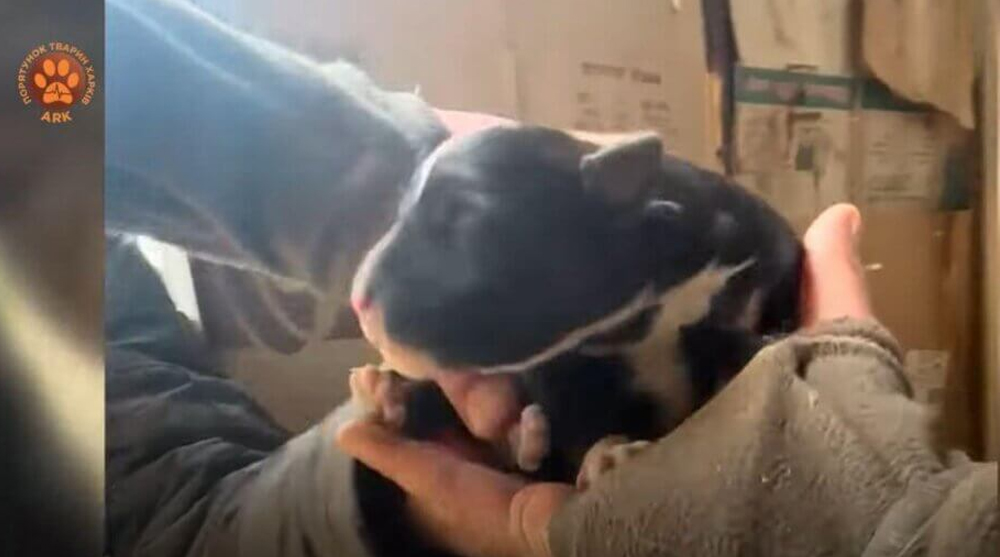 Enter PETA’s Leaping Rabbit Raffle TODAY and you could win £5,000