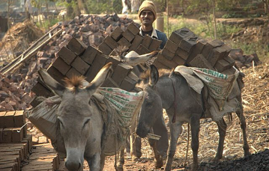 Animals are in desperate need of your help