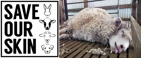 [Graphic] A lamb cries out as her skin is carved away