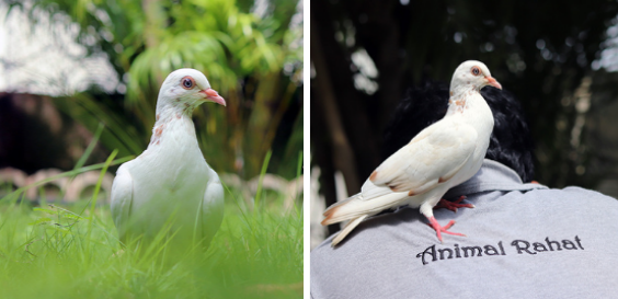 Vulnerable and in pain, a puppy desperate for help has a remarkable ...