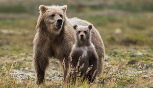 Envoyez un cadeau PETA et donnez le sourire à votre mère ️🎁