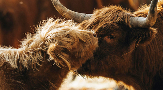 Envoyez un cadeau PETA et donnez le sourire à votre mère ️🎁