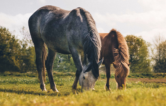 Please renew your PETA membership for 2026