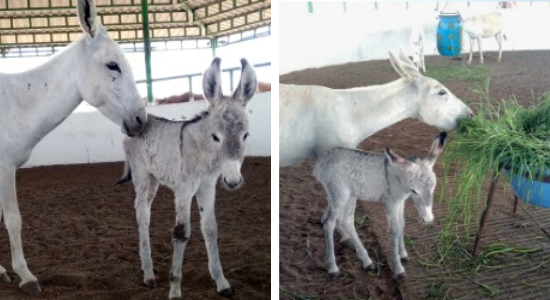 Animals are in desperate need of your help