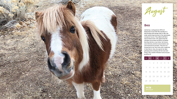 Download Your PETA 'Rescued' Calendar Wallpaper | People for the ...