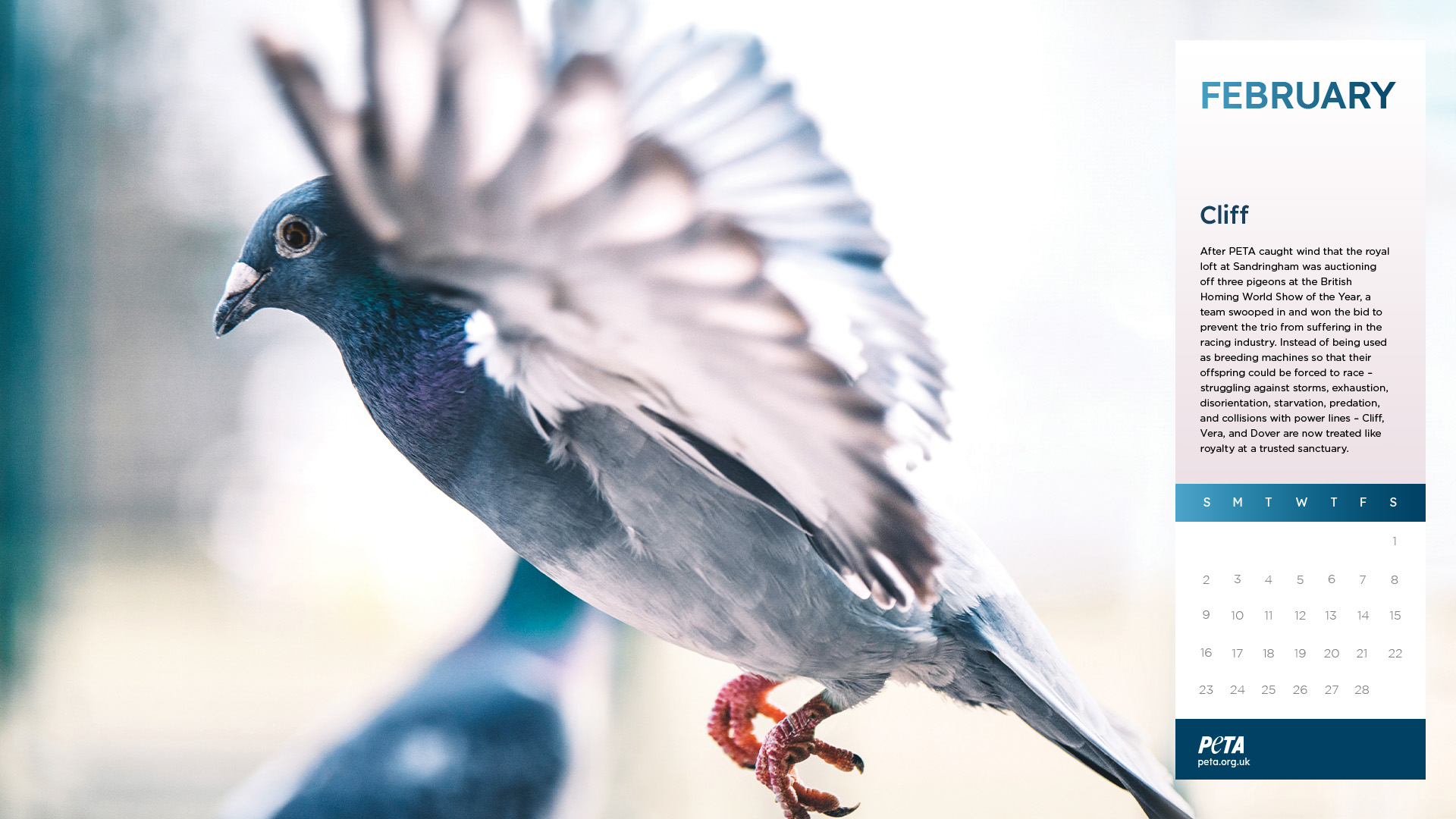 Download Your PETA 'Rescued' Calendar Wallpaper | People for the ...